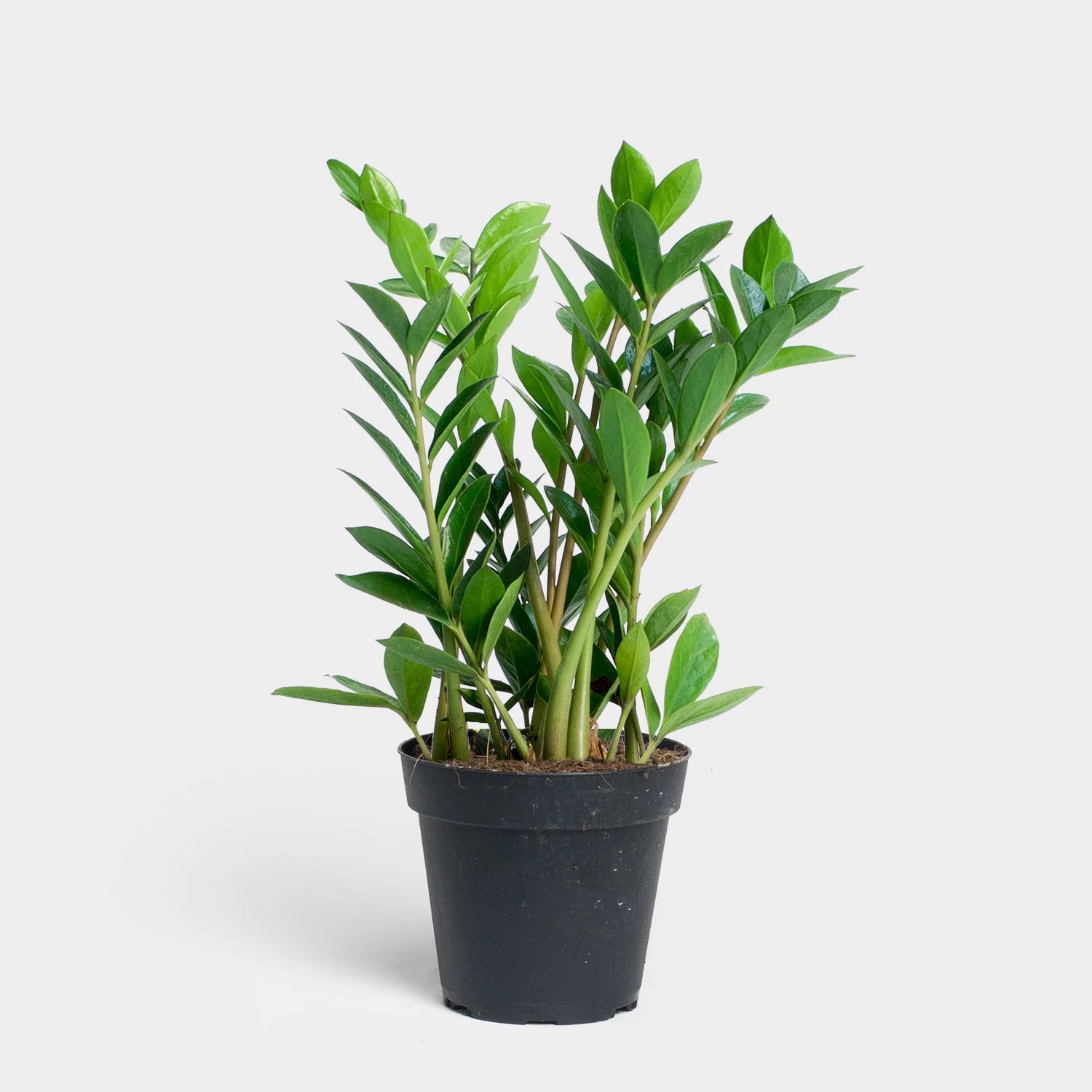 10" ZiZi Plant | Plant n Sip