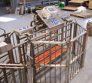 AUTO SORT SCALES | Swine Innovations