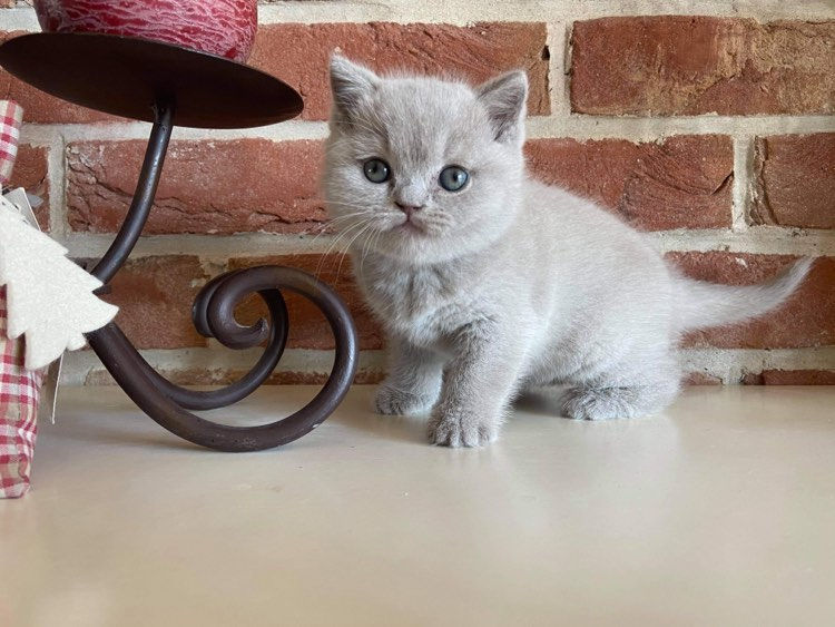 2021 | clarence-cats