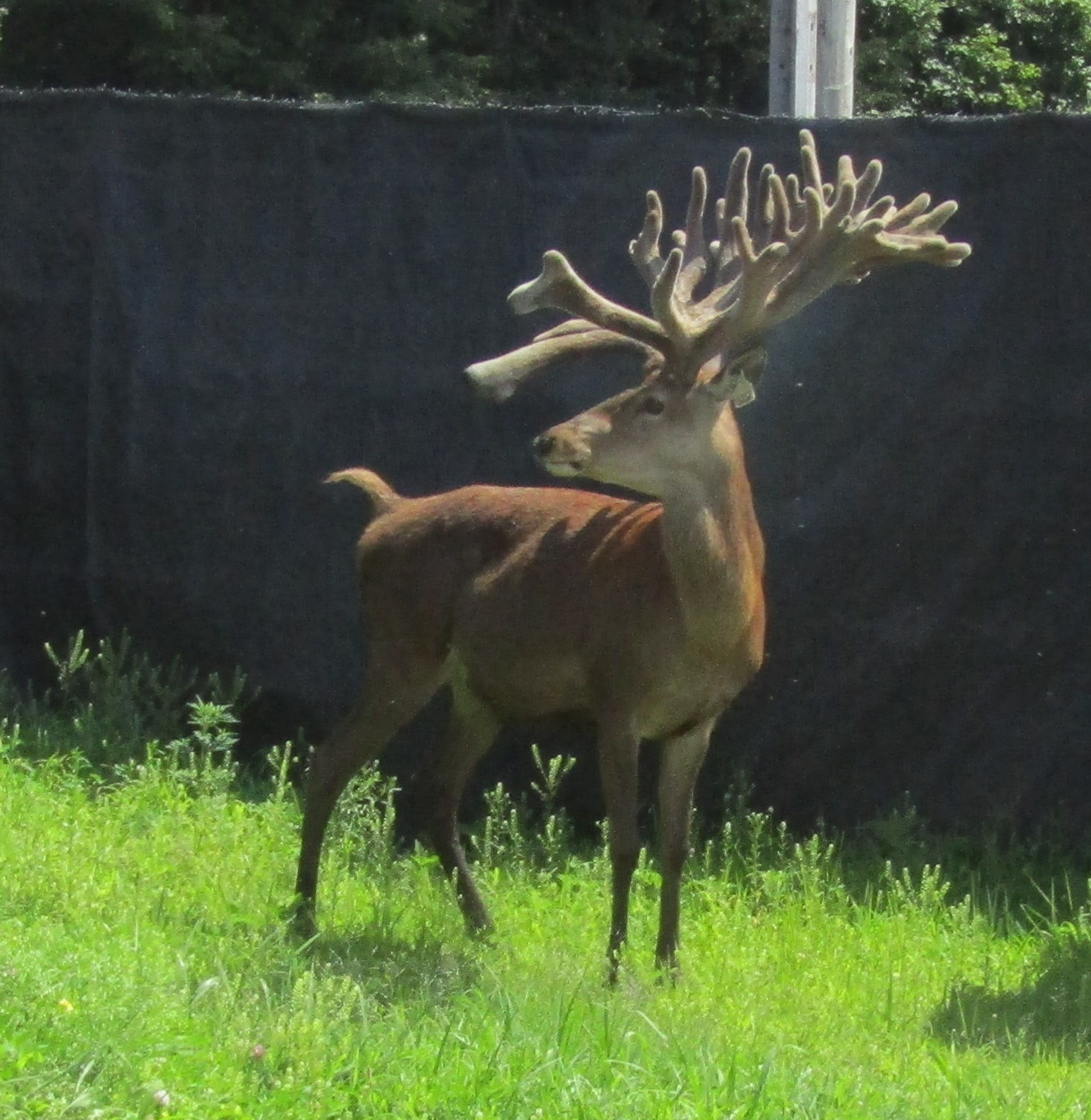 Adirondack Red Stags for Sale