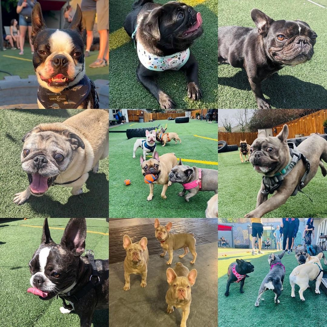 Short Snout Meet Up (Frenchie, Boston, Pug) | Dogwood Play Park
