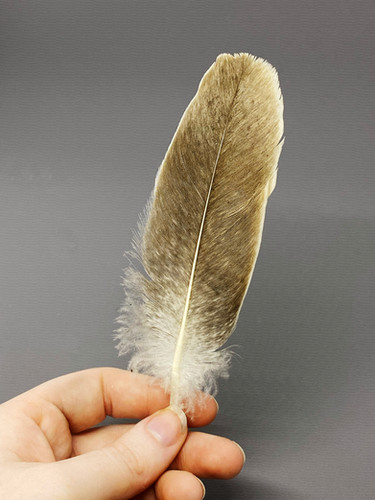 Get your Own Custom Painted Feather | The Painted Feather