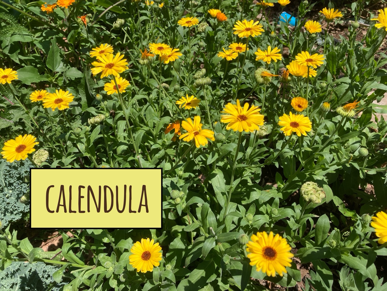 Calendula: Growing and Working with Calendula in Central Texas