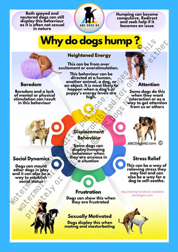 ABC Dogs NZ. Why do dogs hump? Dog training handouts | ABC Dogs NZ