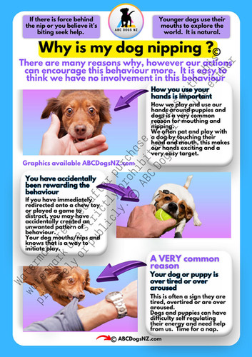 ABC Dogs NZ. Why is my dog nipping. Dog training graphic | ABC Dogs NZ