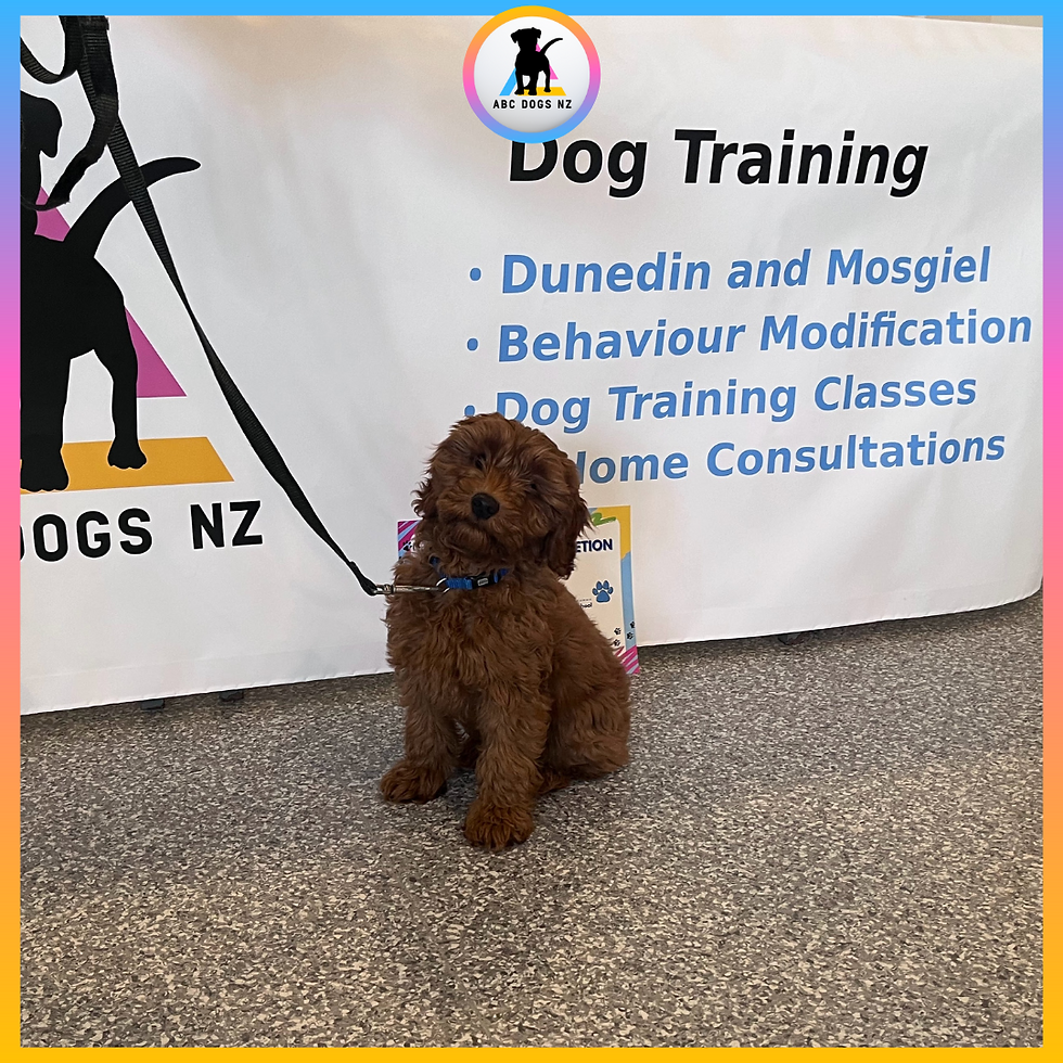 Puppy School | ABC Dogs NZ