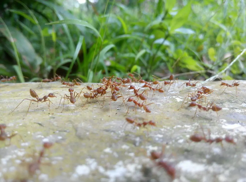 FIRE ANT PREVENTION | TURF ORGANIX