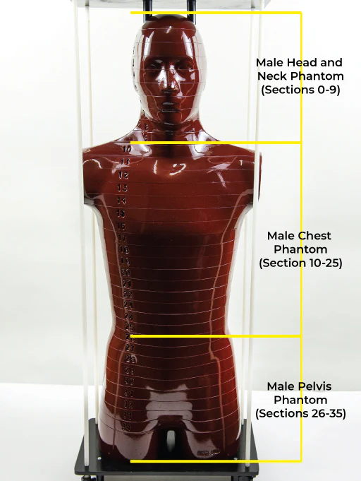 The Alderson Radiation Therapy Phantom | Meditronixcorporatio