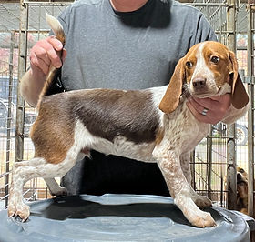 red tick beagle