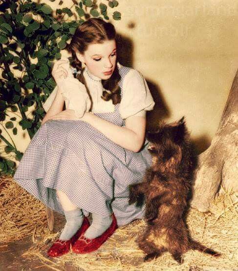 Toto, el perro que ayudo a Doroty a volver a casa
