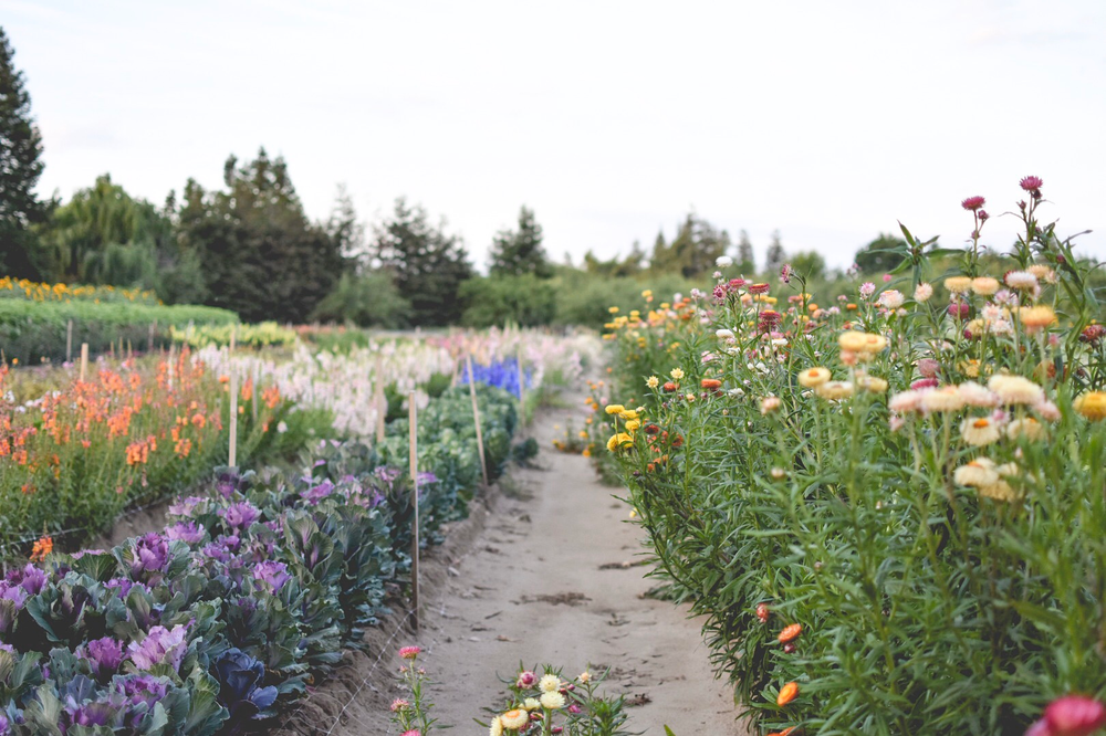 What Is A Fresh Cut Flower Farm What Is A Fresh Cut Flower Farm