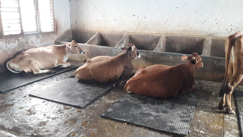 Cow Comfort Mats Importance Of Cow Cattle Comfort Mats cow-comfort-mats-importance-of-cow-cattle-comfort-mats