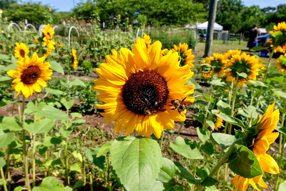 Fields of Grace: How a New Local Flower Farm is Bringing Beauty ...