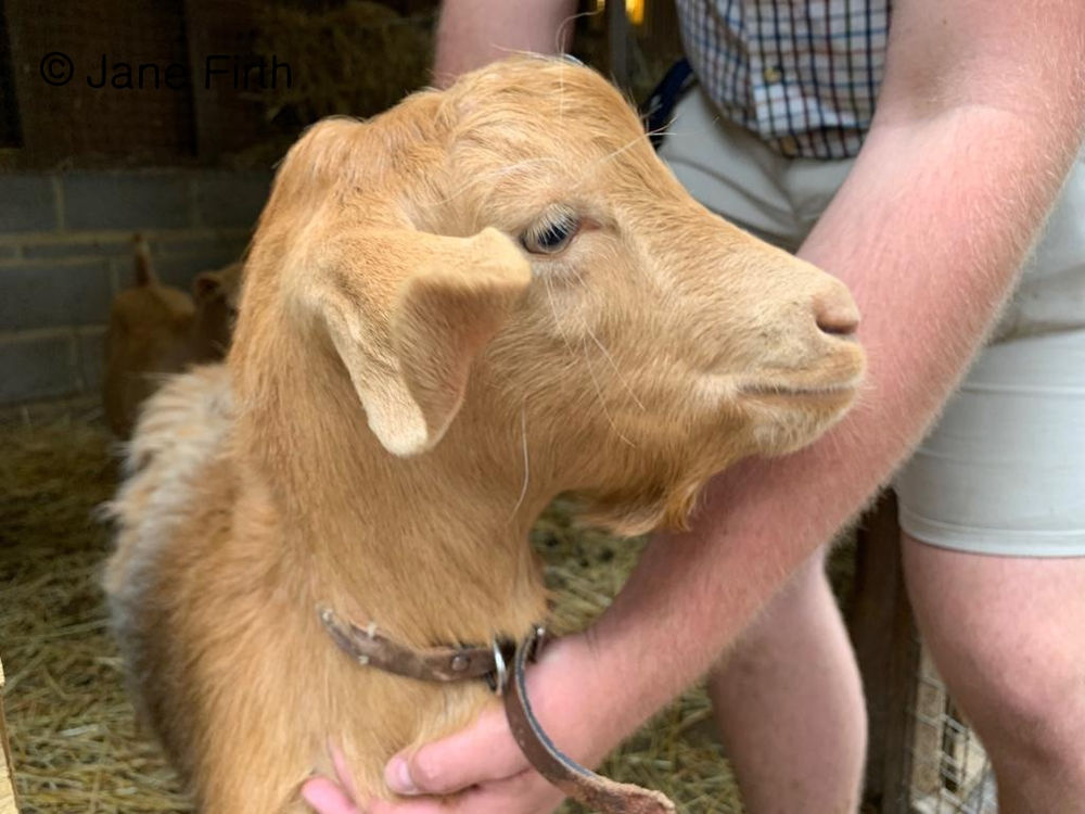 Golden Guernsey Goats
