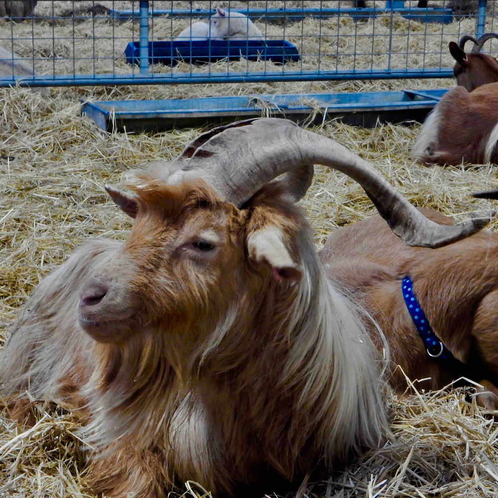 Golden Guernsey Goats
