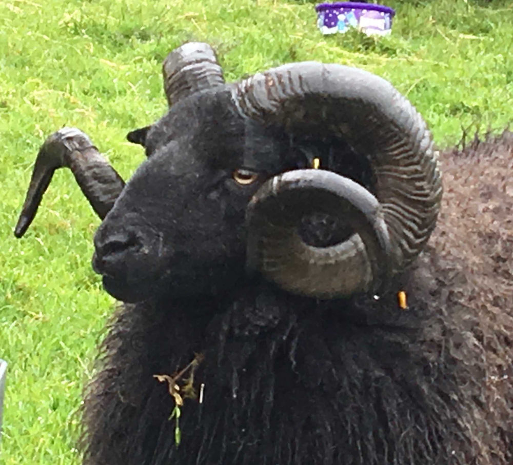 The British Primitive Sheep