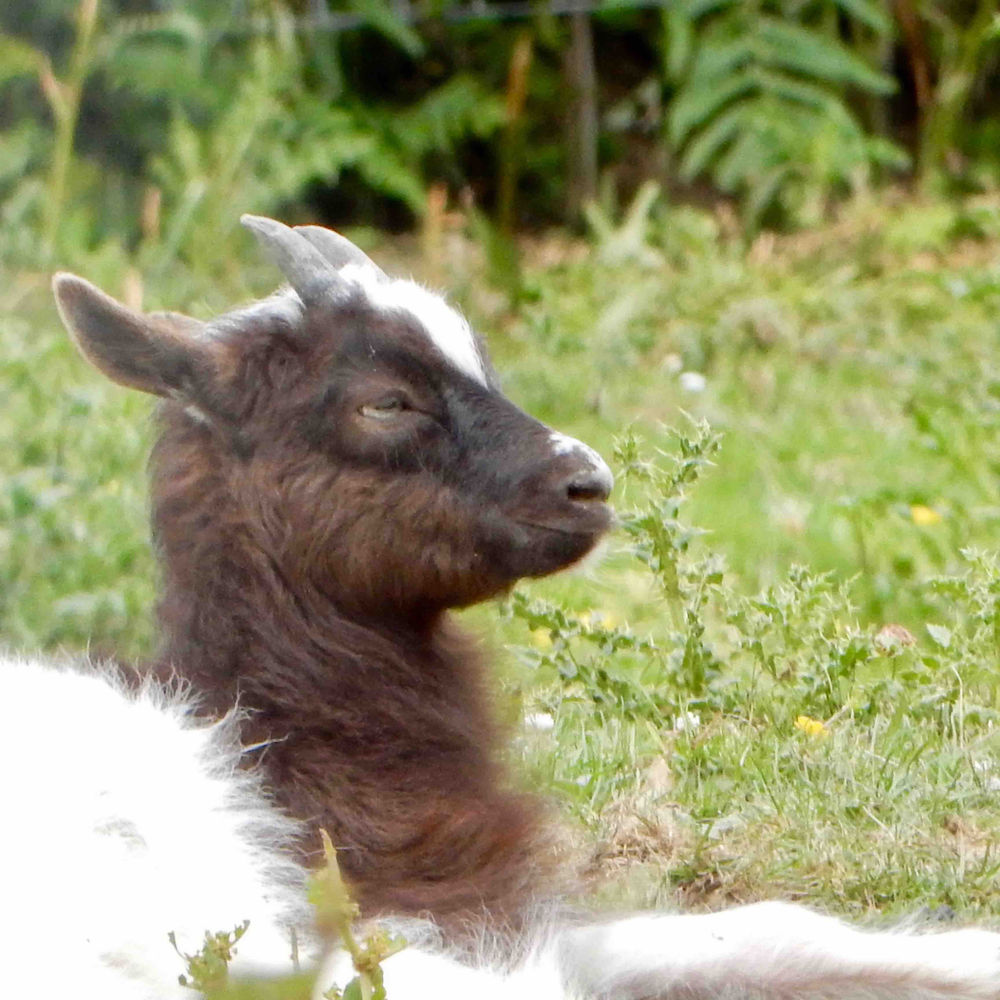 Bagot Goats - a breed that is more than 600 years old.