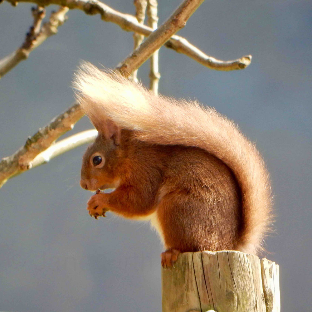 Red squirrels in the Lake District