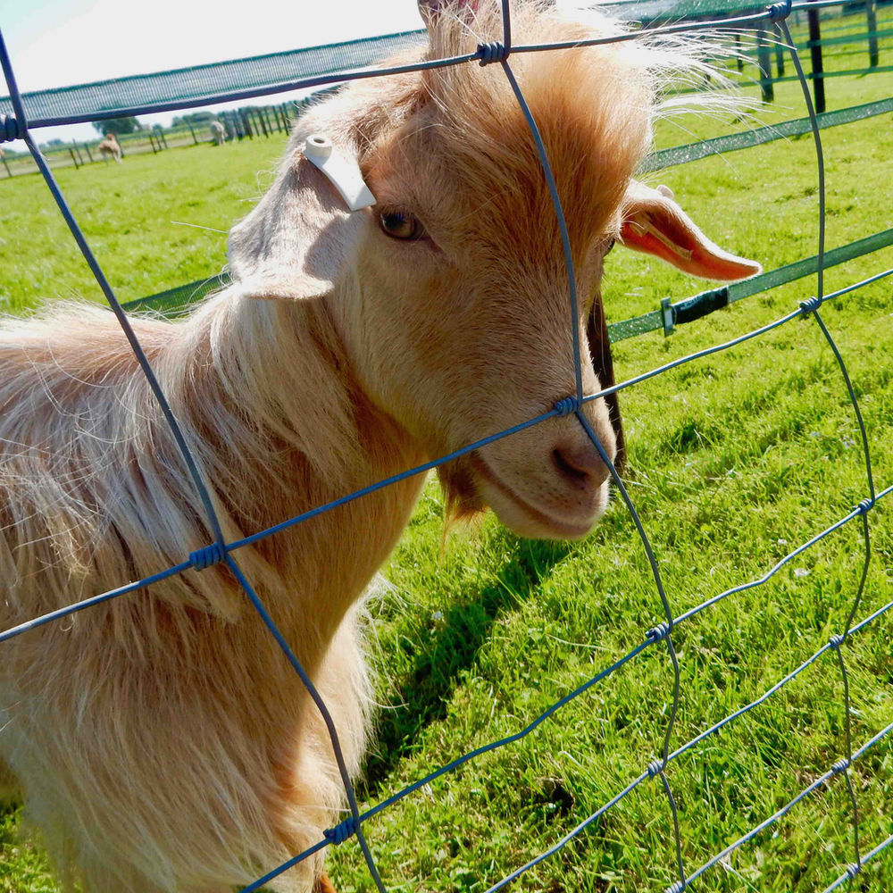 Golden Guernsey Goats
