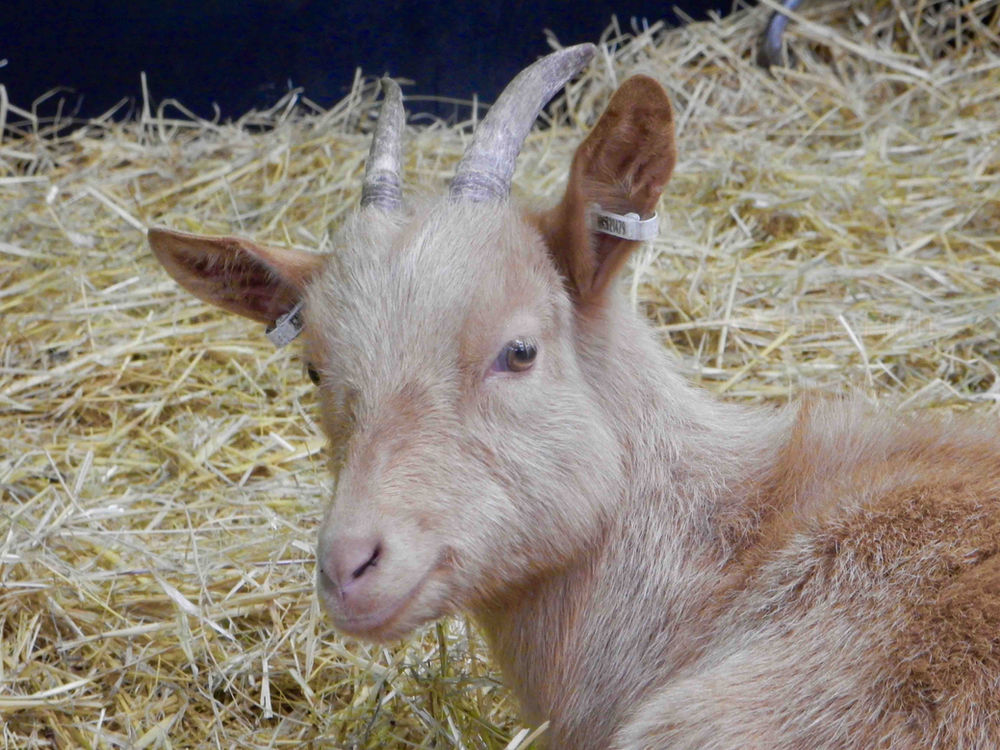 Golden Guernsey Goats