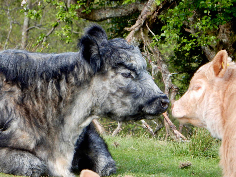 2021 the Centenary of the Albion cow