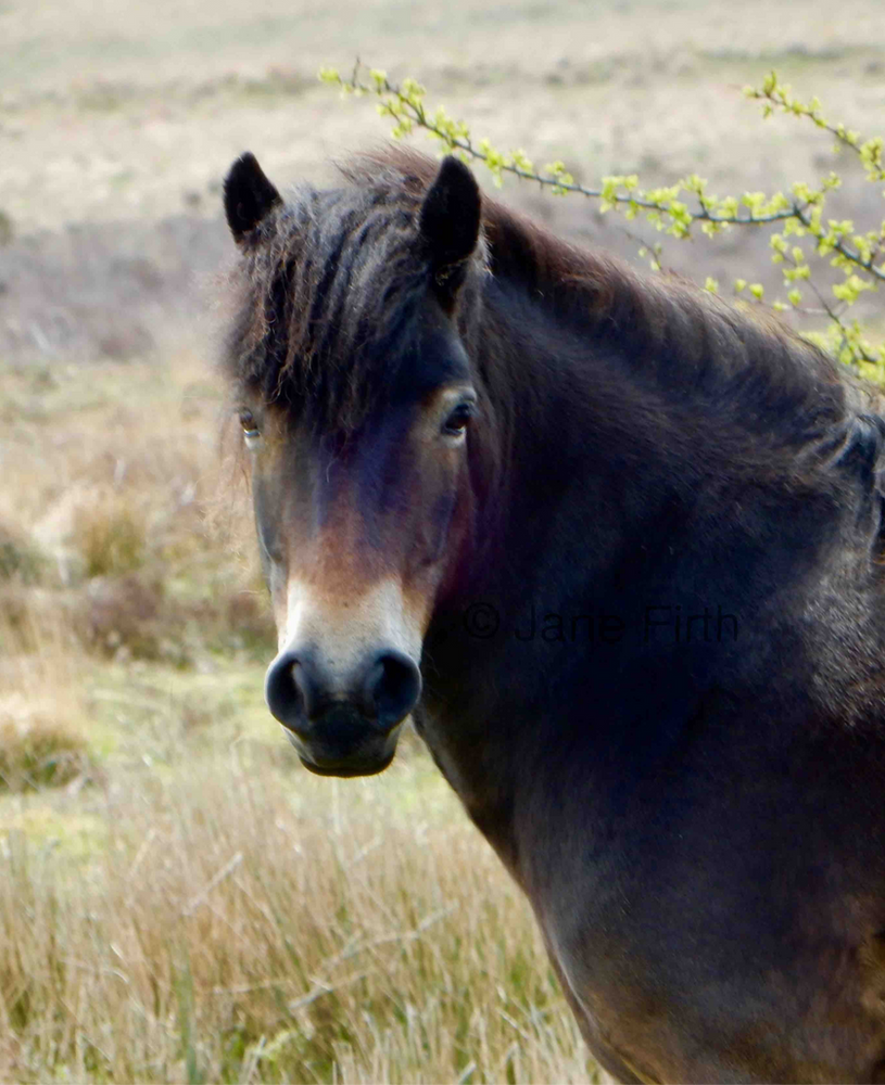 A 50 000 year old pony breed: the Exmoor pony
