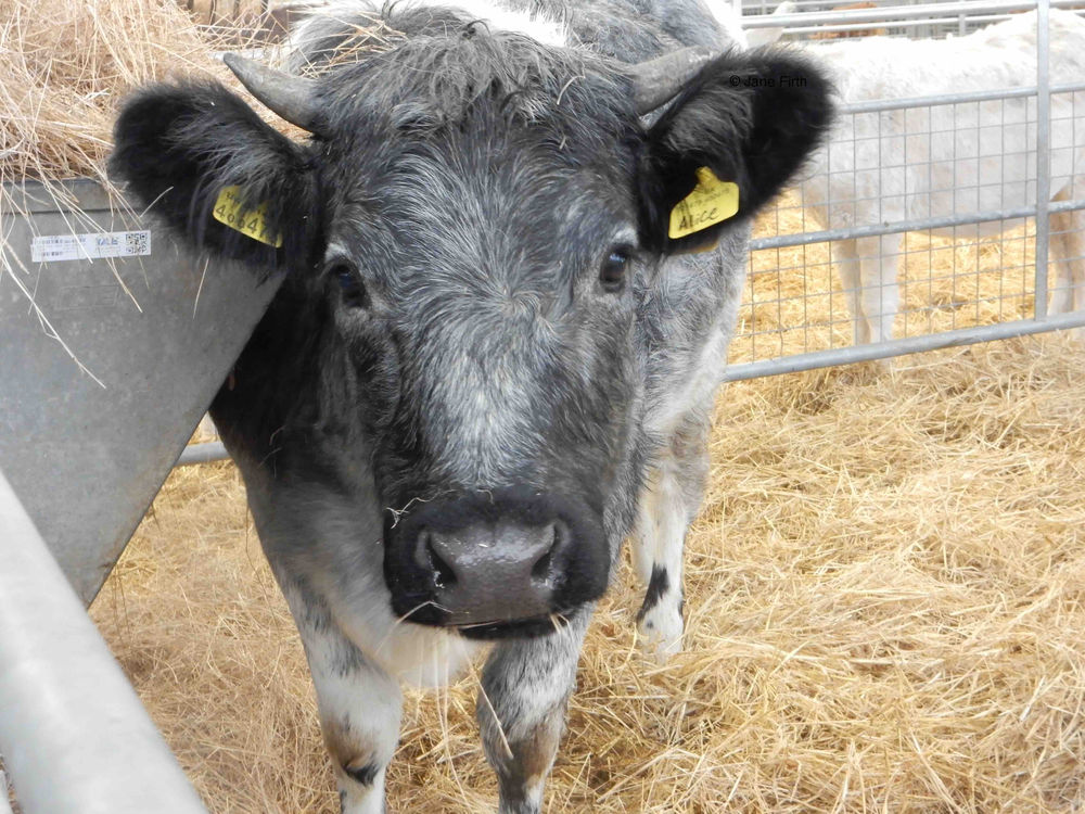 2021 the Centenary of the Albion cow