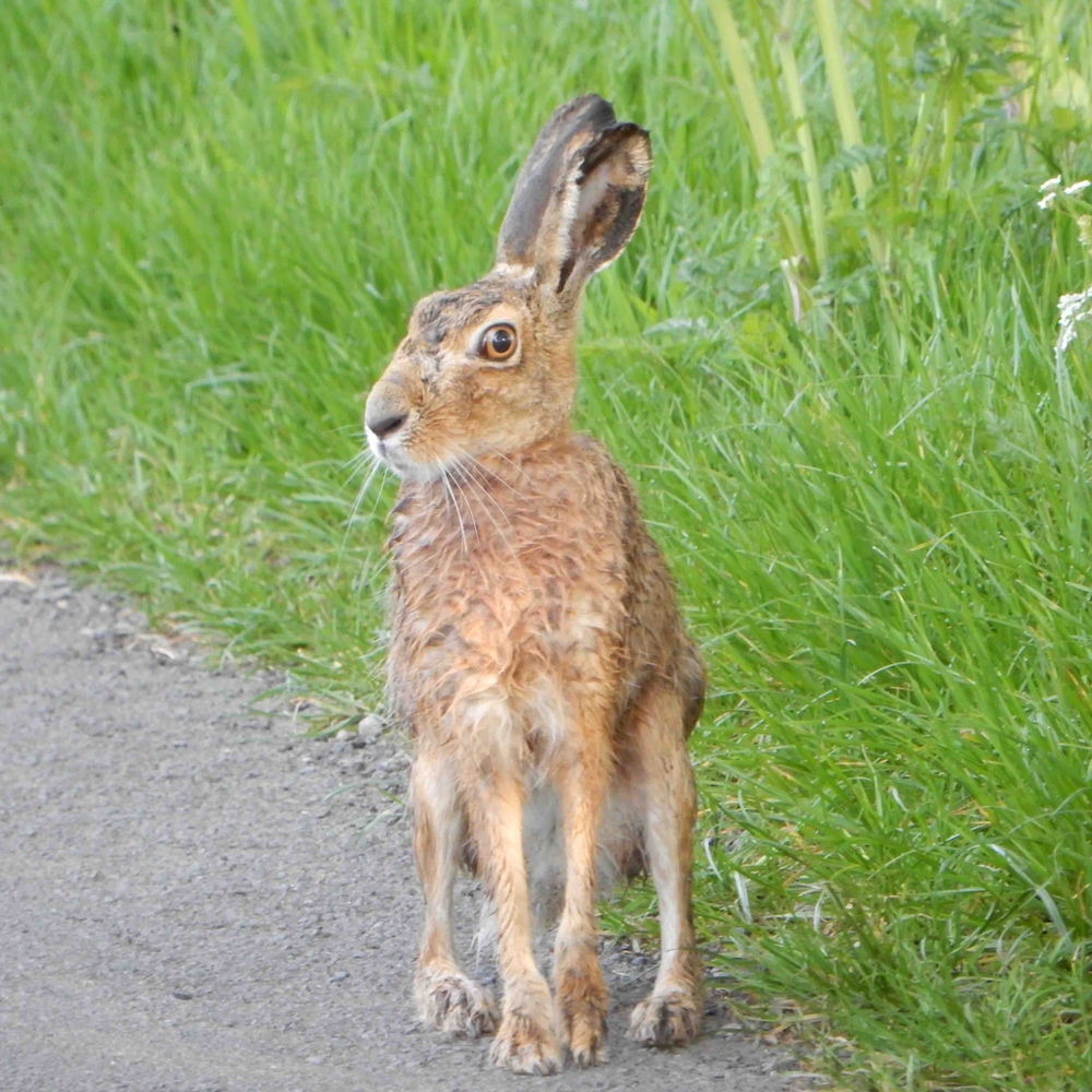 Why we need to protect our Brown Hares