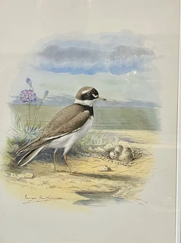 George Rankin (1864-1937) - Ringed Plover | Anthony Woodd Gallery