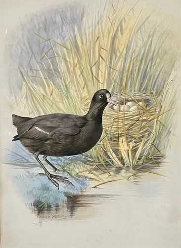 George Rankin (1864-1937) - Coot | Anthony Woodd Gallery