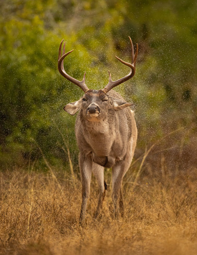 "Rainy Day" Canvas | Triple Drop Ranch