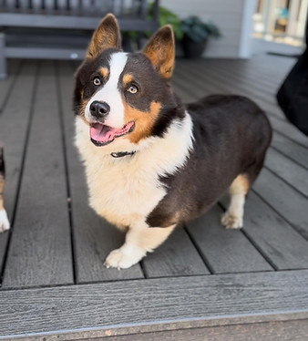 AVAILABLE PUPPIES | My Site