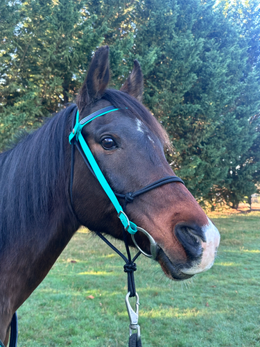Snap On with Rope Halter Set | American Trail Gear