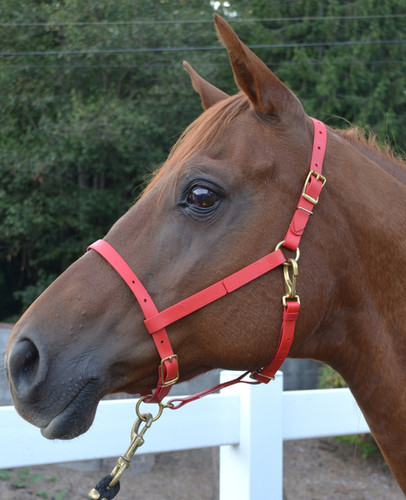 Trail Halter Bridle - No Halter Squares | American Trail Gear