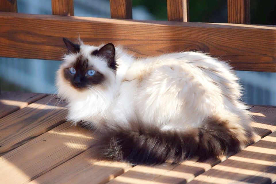 Our 1st Birman | Marali Birmans