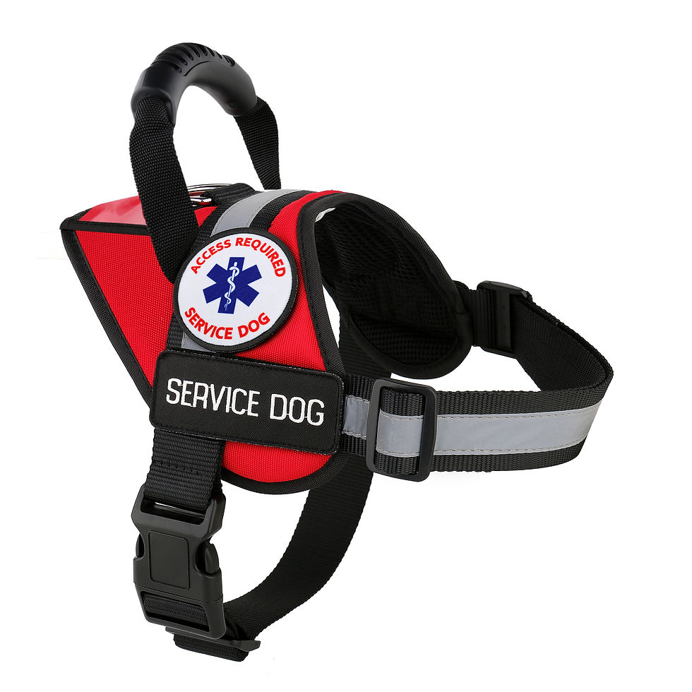 Collection of Working Dog Equipment at All Access Canine