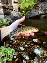 Trout Species of the World