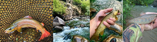 Trout Species of Turkey | Georgia Wild Trout