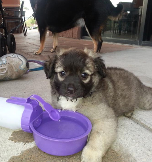 Home | Water Rover - Portable Pet Drinking Containers