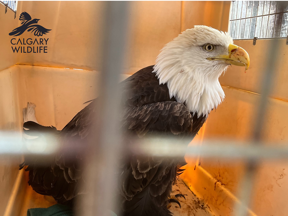 Patient Update: Bald Eagle Rescue and Recovery