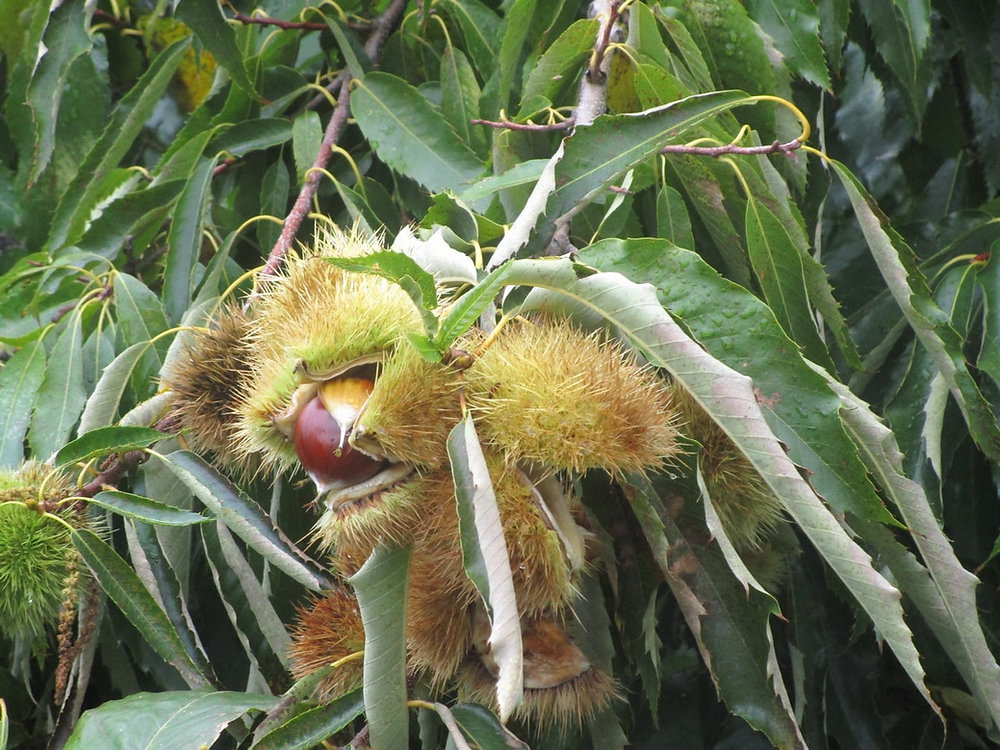 Melivia Chestnuts | Delta Pineios Kissavos | A Versatile Autumn Gem