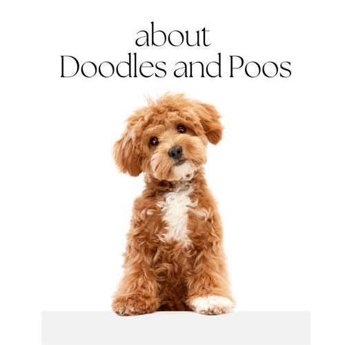 About Doodles and Poo Dogs . The Mom Survey | MJM Company