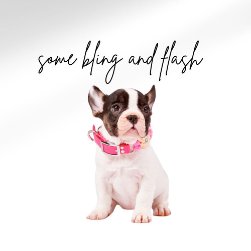 BLING AND FLASH | Posh Pets Malibu