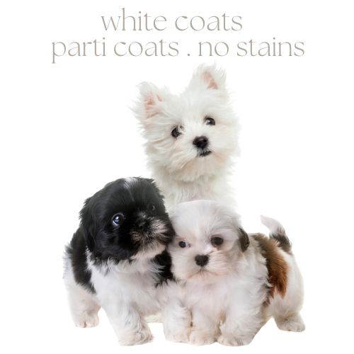 #1 All Systems For White and Parti-Color Coats With White | MJM Company