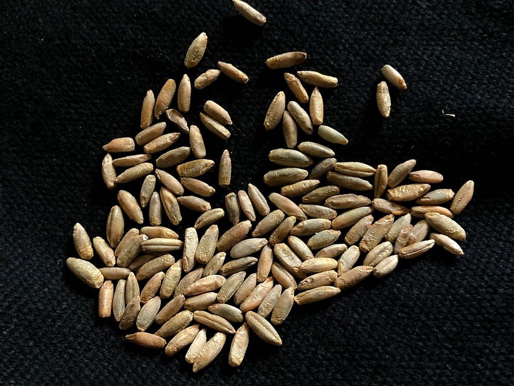 Rye: A grain from the past for the future