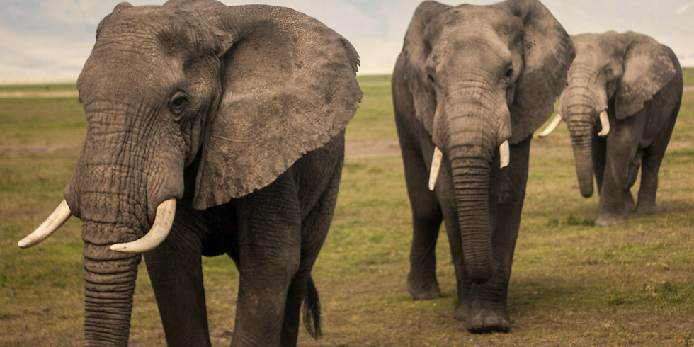 Sight, sound and seismic communication: the language of elephants