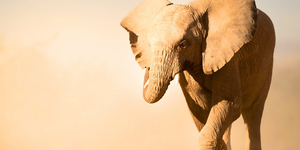 Sight, sound and seismic communication: the language of elephants