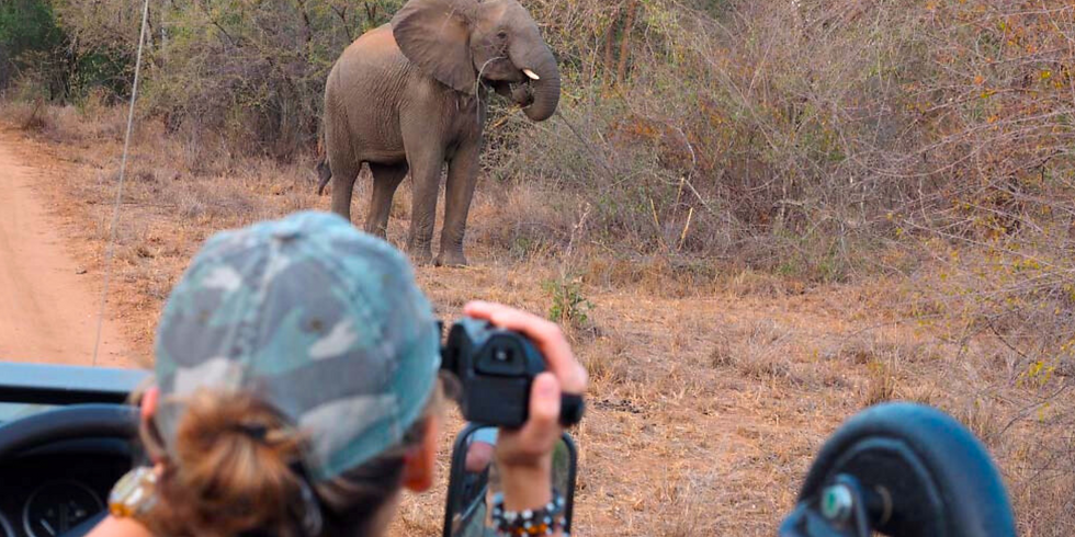 Sight, sound and seismic communication: the language of elephants