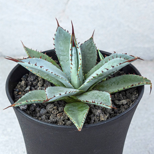 Agave Blood spot X Palmeri | agavekenal