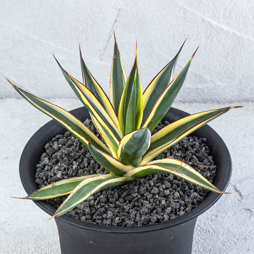 Agave Snow Glow | agavekenal